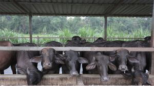 Our Farm – AGK Cheese Factory