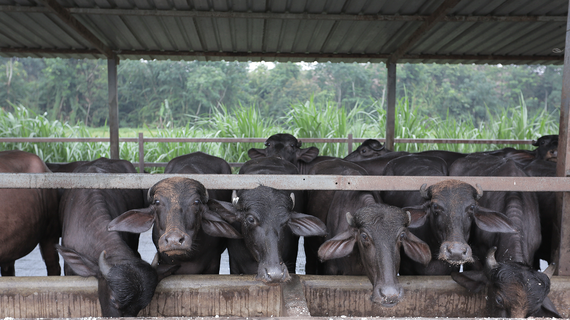 Our Farm – AGK Cheese Factory